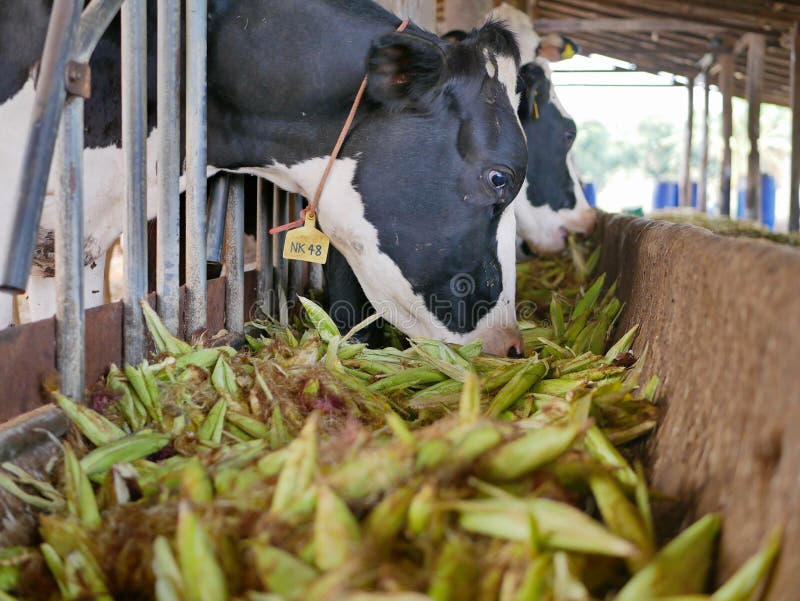 Dairy Cows, Raised in a Farm, Eating Corn - Using Corn To Feed ...