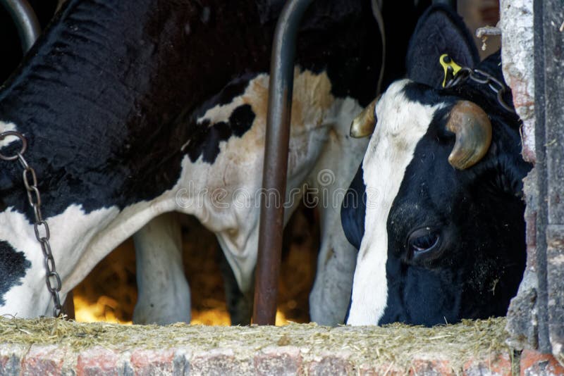 Dairy Cows in the Stable, Animals Theme Stock Image - Image of ...