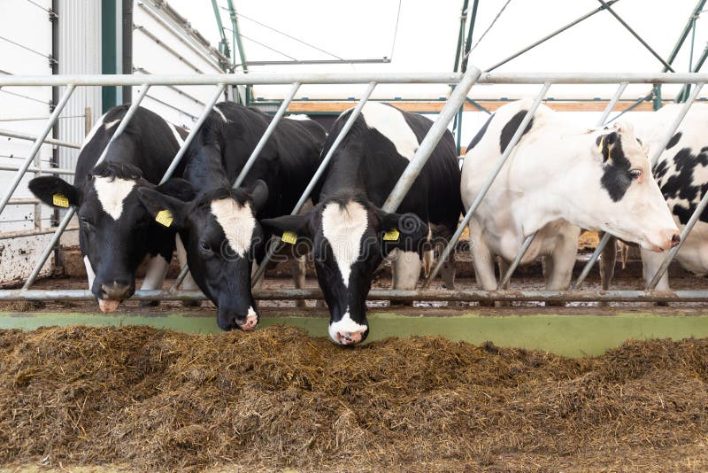 Dairy Cows Stand in a Row and Eat Compound Feed on the Feed Table at a ...