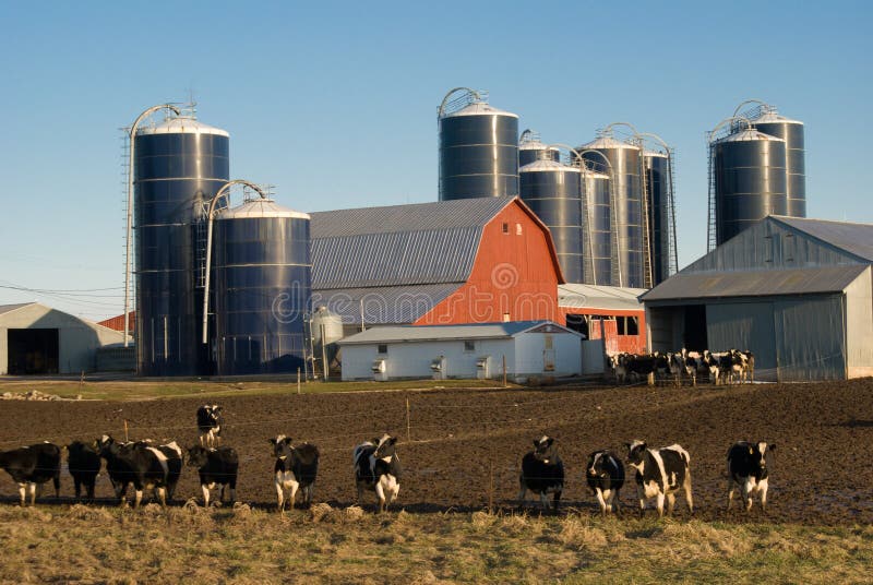 Dairy farm stock image. Image of barn, cows, enclosure - 5843193