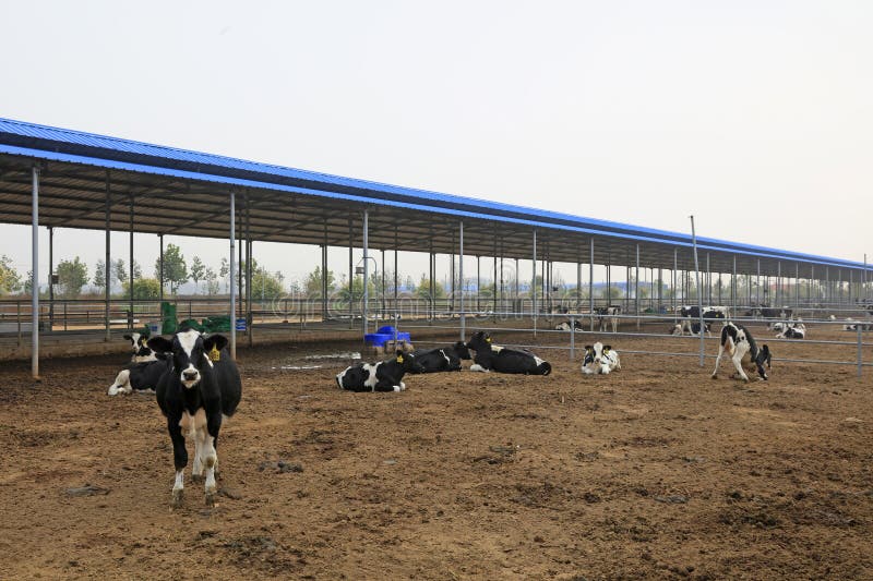 Dairy farm editorial photo. Image of milk, production - 384325871