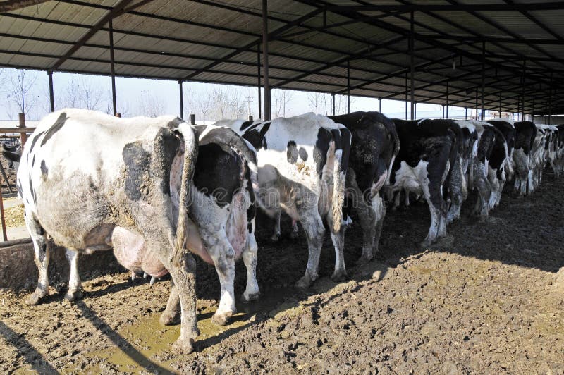 Dairy farm stock photo. Image of products, scene, product - 303927328