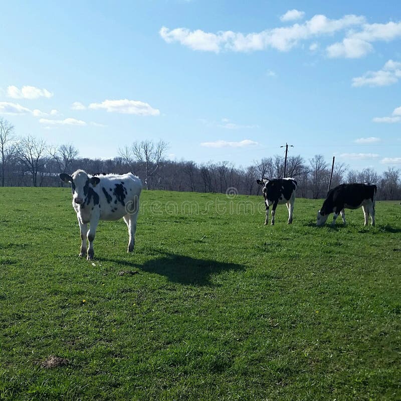 Dairy Farm stock photo. Image of dairy, cows, indiana - 117690916