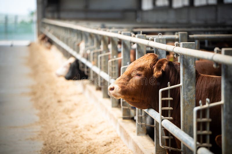 Dairy Farm Cows Indoor in the Shed Stock Image - Image of domestic ...