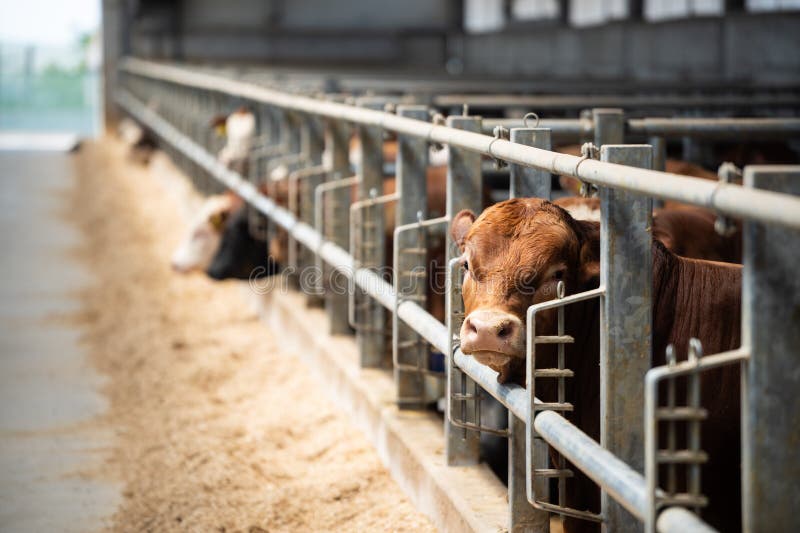 Dairy Farm Cows Indoor in the Shed Stock Image - Image of agriculture ...