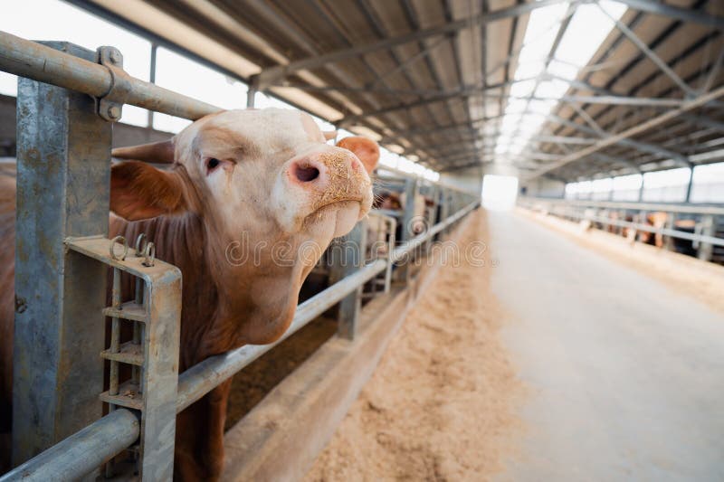 Dairy Farm Cows Indoor in the Shed Stock Photo - Image of cattle, ranch ...
