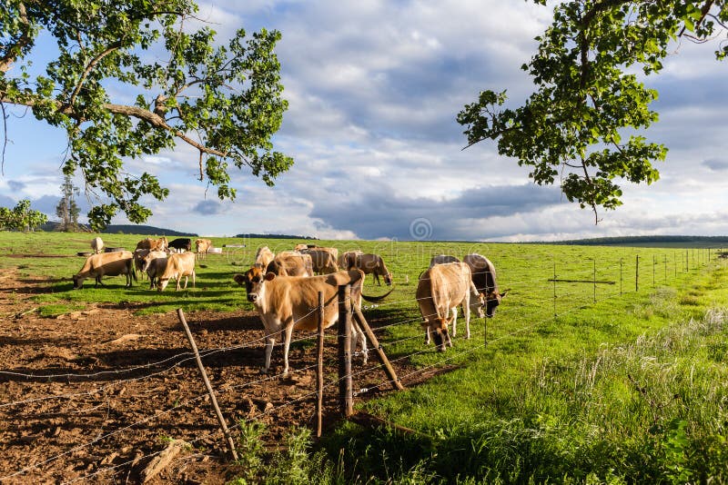 Dairy Farm Cows Landscape stock image. Image of dairy - 81901313