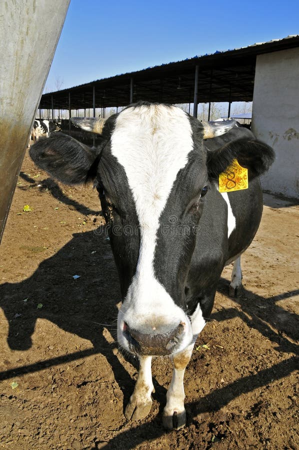 Dairy farm stock image. Image of walk, smell, agriculture - 347250663