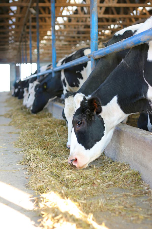 Cows on Farm stock photo. Image of hoofed, domestic, barn - 19130792