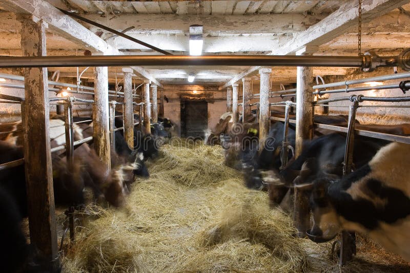 Dairy Farm Interior Showing Cows in Stalls Feeding on Straw in Winter ...