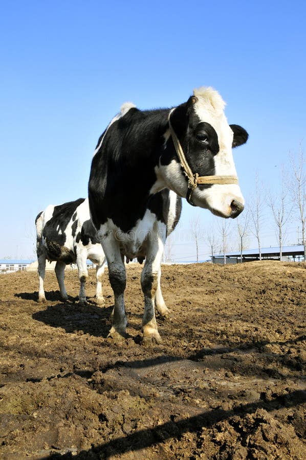 Dairy farm stock photo. Image of brown, product, barn - 297506138