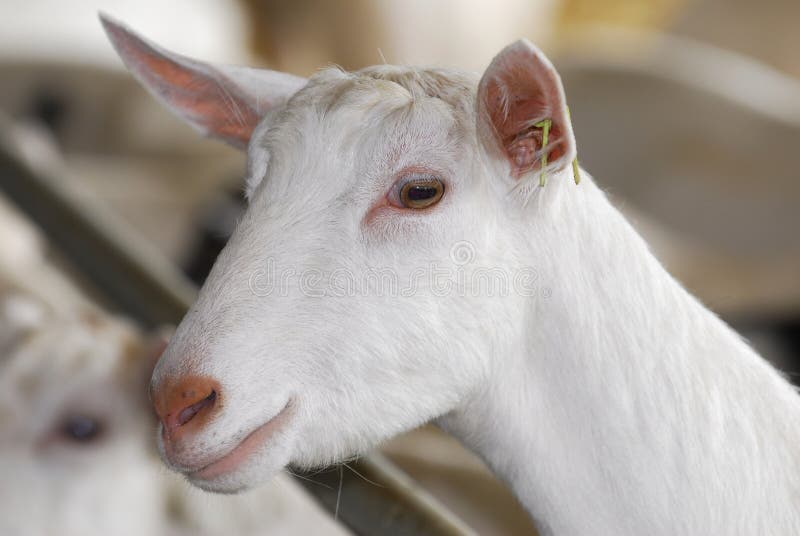 Dairy goat farming stock image. Image of head, protect - 15590825