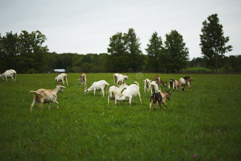 Dairy goats on a farm stock photo. Image of intricate - 238354706