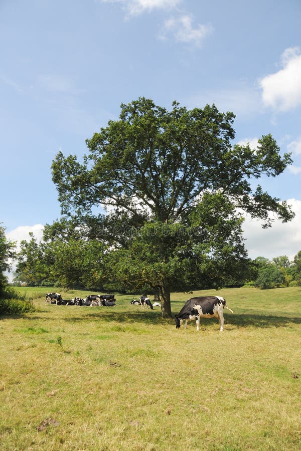 Dairy cow in the meadow stock image. Image of bovine - 42356843