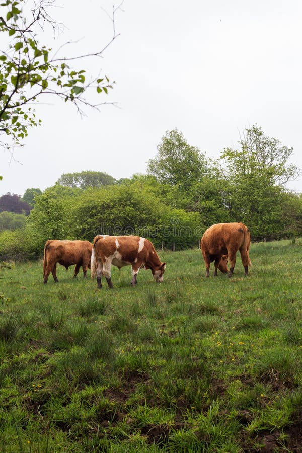Dairy herd on a rainy day stock photo. Image of milk - 279328400