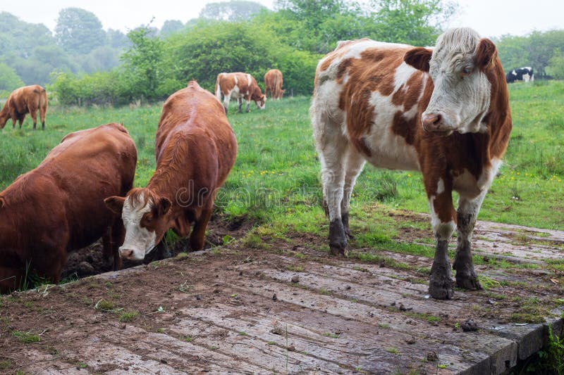 Dairy herd on a rainy day stock image. Image of bovine - 279328481