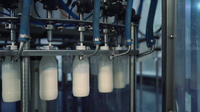 Automatic Milk Bottling Conveyor. Modern Dairy Food Production Factory ...