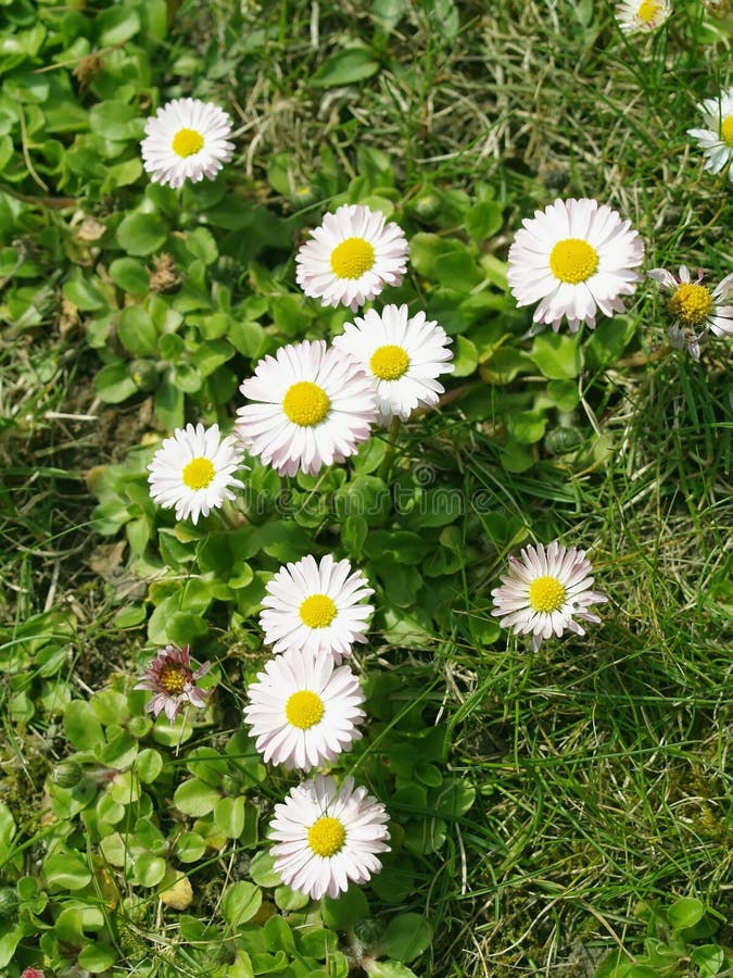 Daises stock photo. Image of daisy, spring, plant, blossom - 10836758