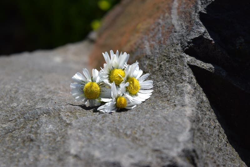 Daises stock photo. Image of daises, meadow, flower, outdoors - 95015342
