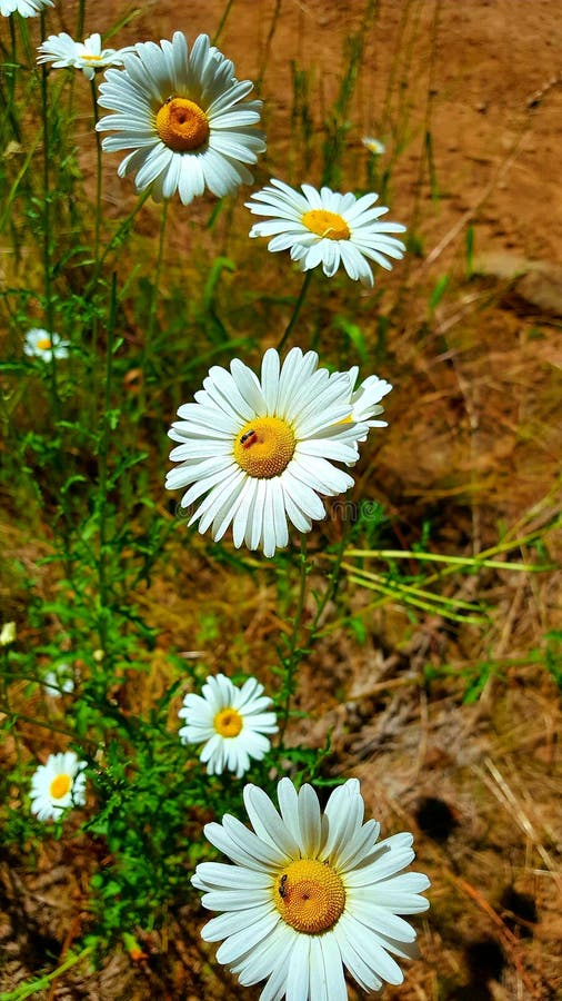 Wild Daises Reaching for the Summer Sun Stock Photo - Image of yellow ...