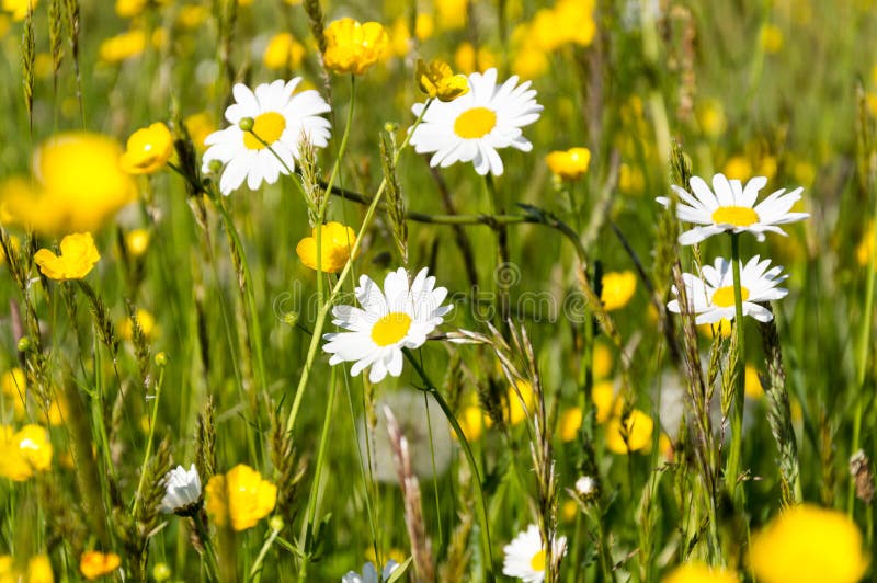 Daises Y Mariposas En La Pradera Primaveral Foto de archivo - Imagen de ...