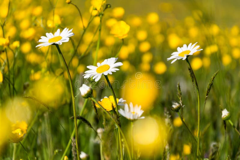 Daises Y Mariposas En La Pradera Primaveral Foto de archivo - Imagen de ...