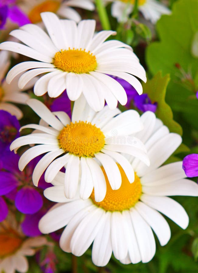 Daisi flowers bouquet. stock image. Image of brush, card - 39688801