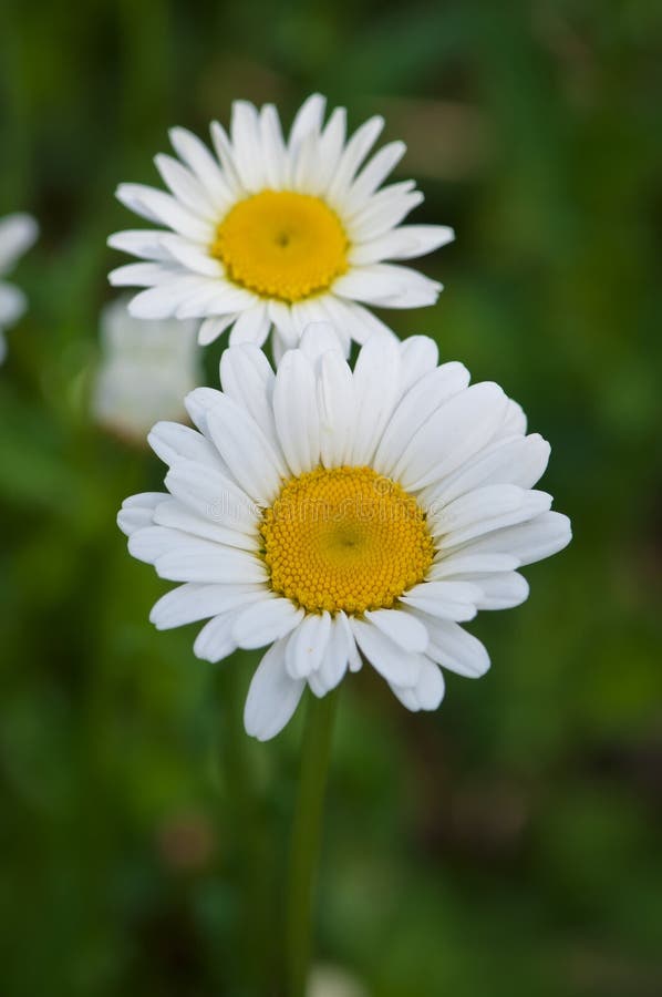 Smiling face of nature stock photo. Image of global, colored - 5109544