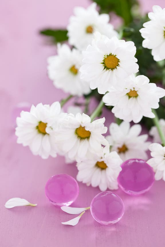 Daisies stock image. Image of decoration, aroma, smell - 19928217