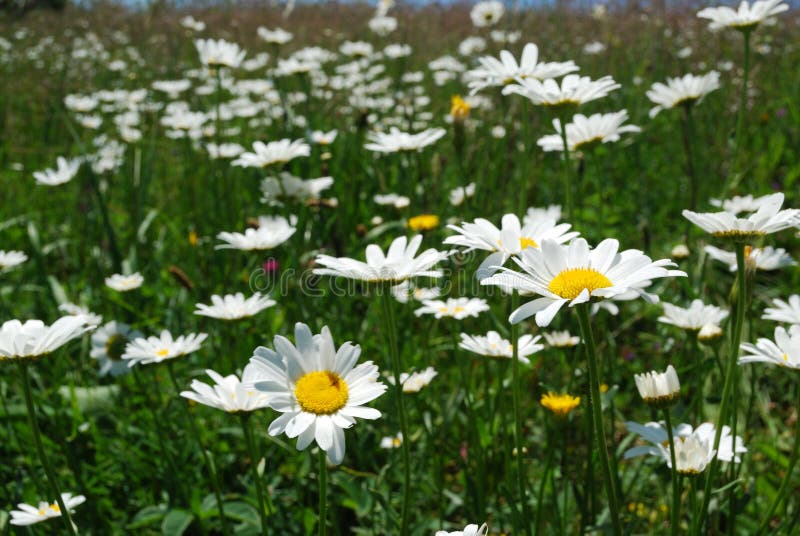 Daisies stock image. Image of country, floral, spring - 5723175