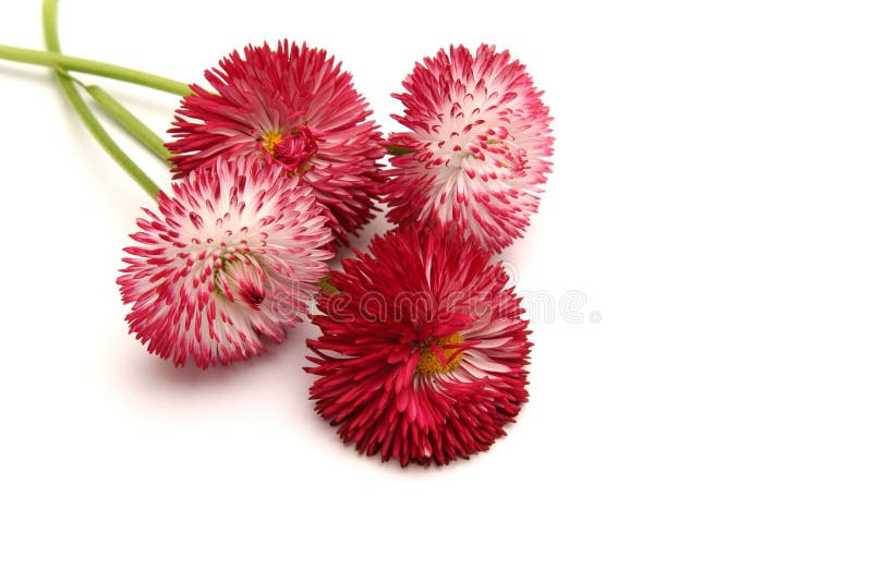 Callistemon flowers stock photo. Image of spring, leaves - 19417494