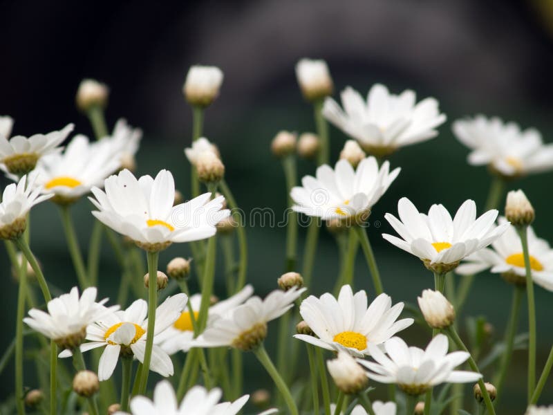 Tiny Daisies stock photo. Image of plants, plant, erigeron - 32779150