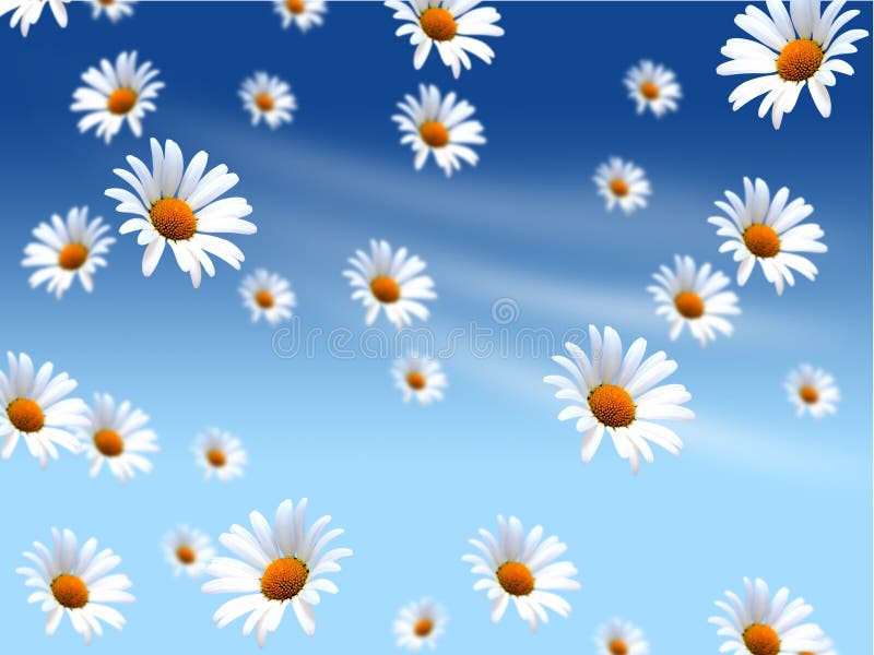 100,158 Daisies Background Stock Photos - Free & Royalty-Free Stock ...