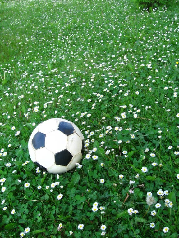 Daisies and ball stock image. Image of white, ball, perennis - 2647619
