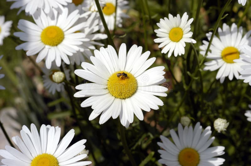 Daisies with bee. stock photo. Image of nature, yellow - 327948