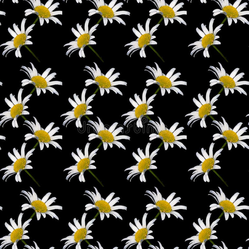 Daisies on a Black Square Background - a Pattern for a Site or Blog ...