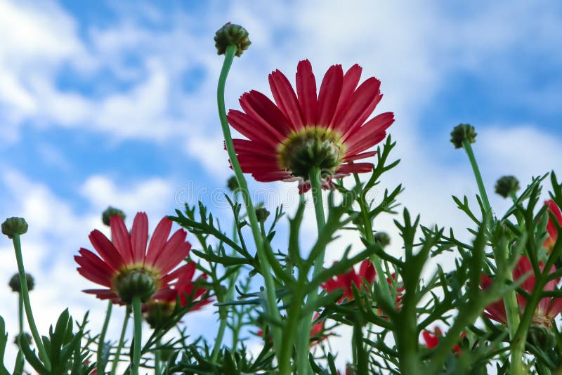 Daisies on blue vase stock photo. Image of blue, flames - 1175132