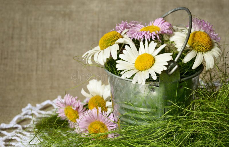Daisies in a bucket stock photo. Image of bucket, grass - 31453634