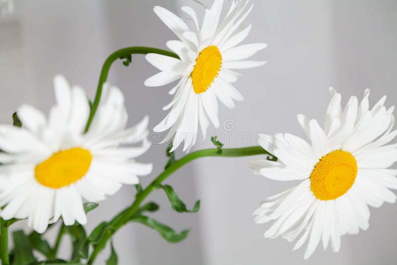 Daisies close up stock photo. Image of fauna, botany - 207954038