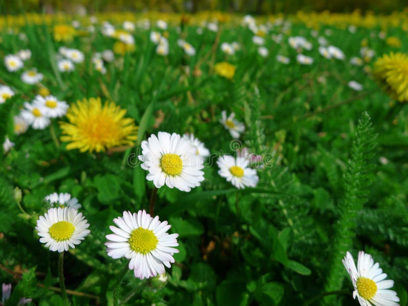 Daisies and dandelions stock image. Image of grass, undergrowth - 37532975