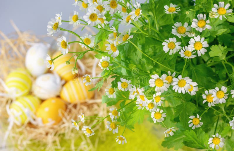 Daisies and Easter eggs. stock image. Image of background - 65568397