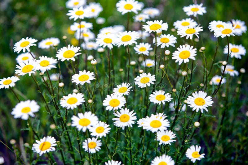 Daisies in a field stock image. Image of floral, petal - 174464191