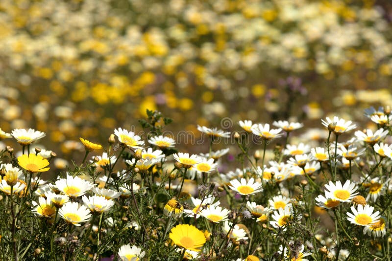 Daisies Fiels Stock Photos - Free & Royalty-Free Stock Photos from ...