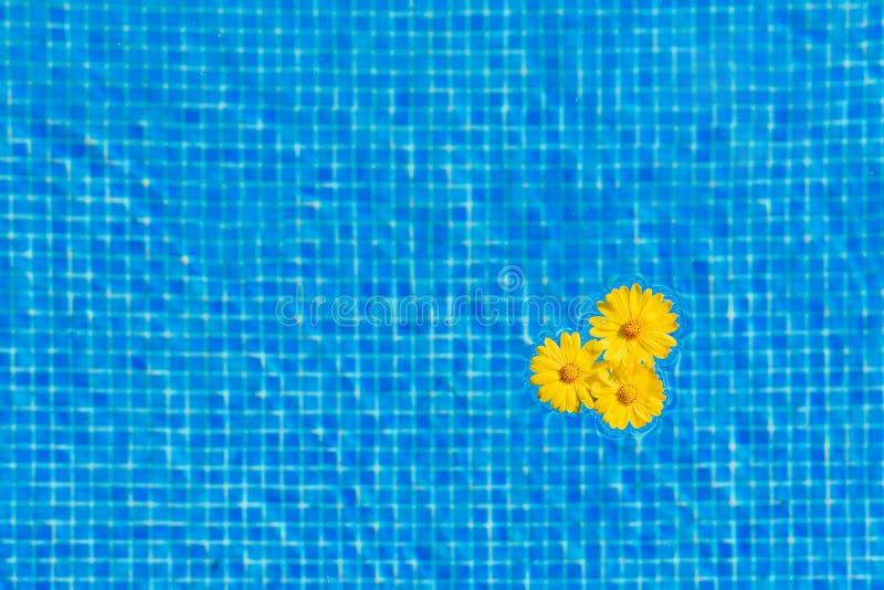 Daisies Floating in the Water Stock Image - Image of inspiration ...