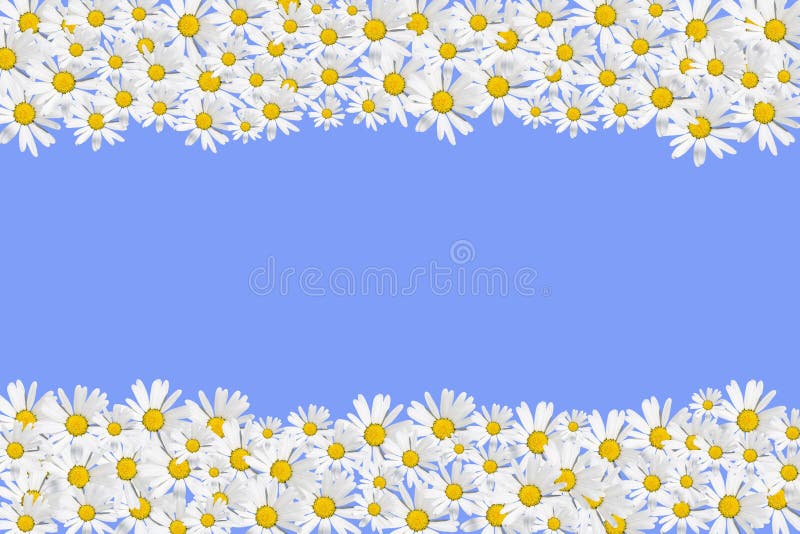 Daisies stock image. Image of summer, blossom, bright - 2651033