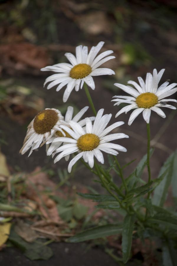 Daisies in the Garden of the House Stock Photo - Image of green ...