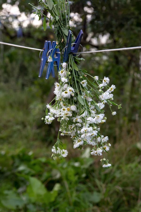 Daisies are Grafted with Clothespins on a String. Stock Photo - Image ...