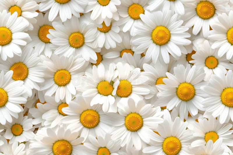 Daisies Graphic Pattern Clip Art Design Stock Illustration ...