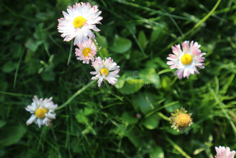 Daisies in Grass Against a Blue Sky Stock Image - Image of landscape ...