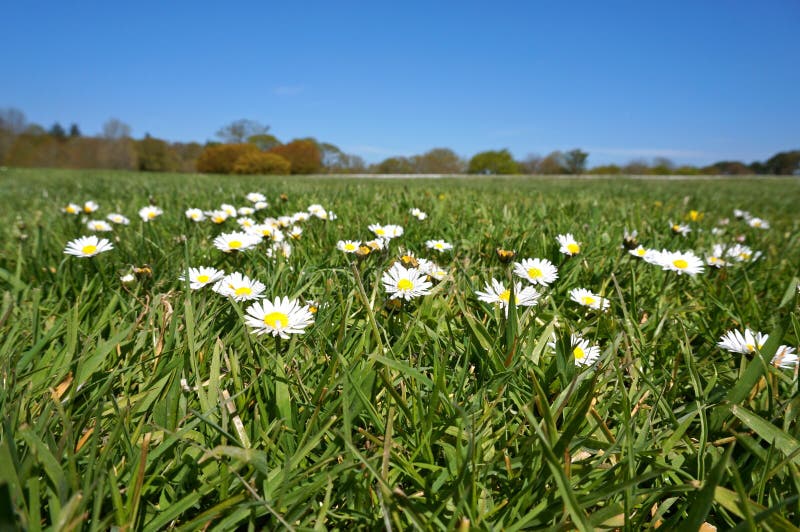 Daisies on Grass and Blue Sky Stock Image - Image of pretty, green ...